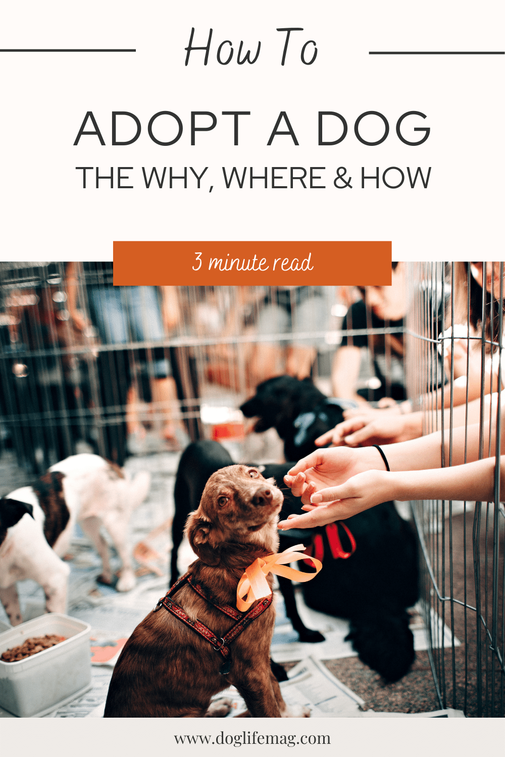 How To Adopt A Dog - Where, Why, & How - Dog Adoption Guide