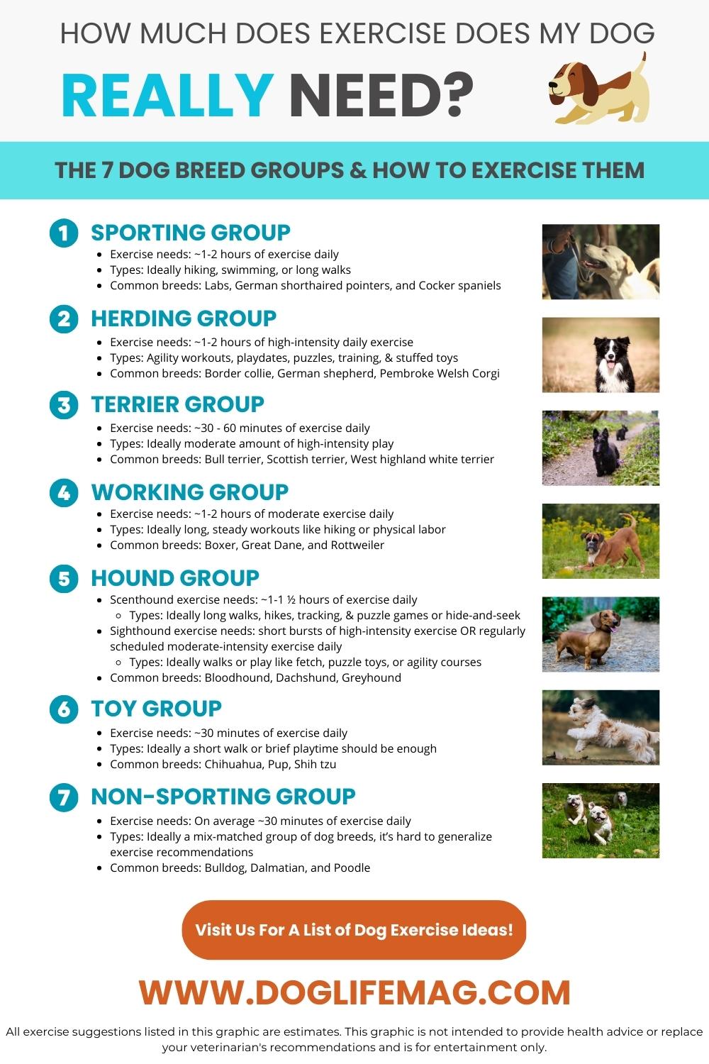 How Much Exercise Does My Dog Need? Guide To Dog Exercise