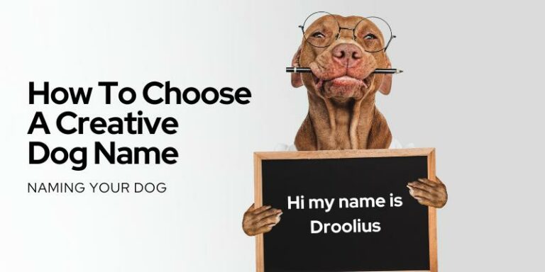 Finding the Pawfect Name: 10 Tips to Choose a Dog Name
