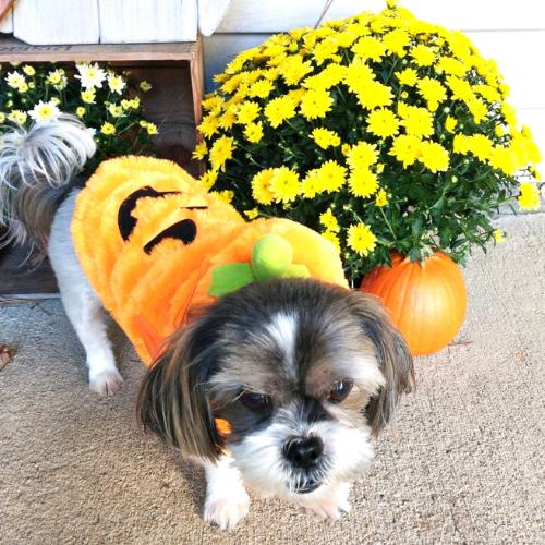 Monthly Pet Contests and Giveaways - Dog Photo Contests