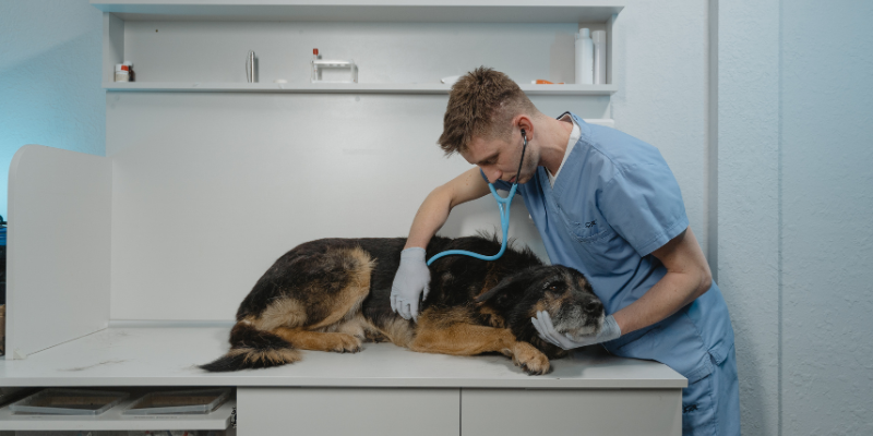 Understanding Dog Dementia: Signs, Stages, and Solutions