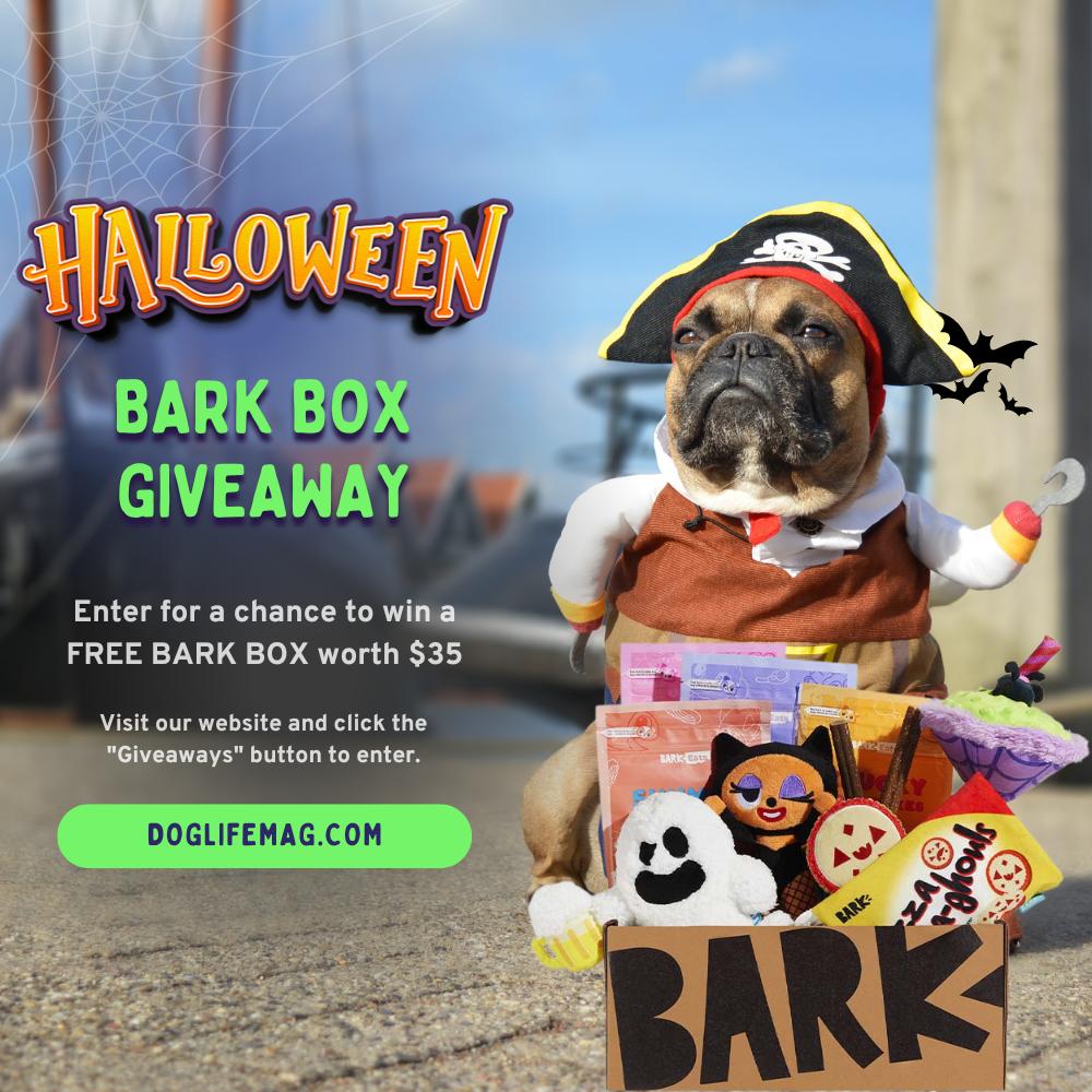 Monthly Pet Contests and Giveaways - Dog Photo Contests