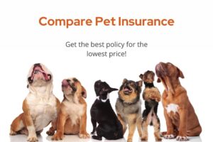 Best Pet Insurance Options | Compare Plans & FAQs