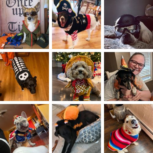 Monthly Pet Contests and Giveaways - Dog Photo Contests